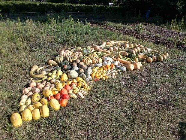 Market gardening – Le Grand Potager