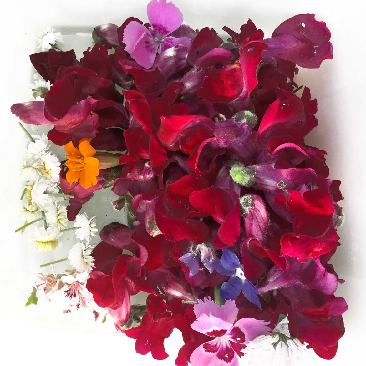 Fleurs comestibles – Le Grand Potager